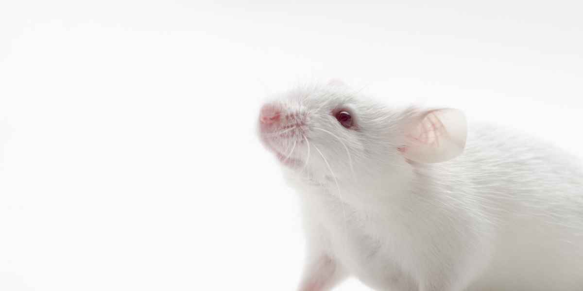 Newly discovered gene explains mouse embryonic stem cell immortality ...